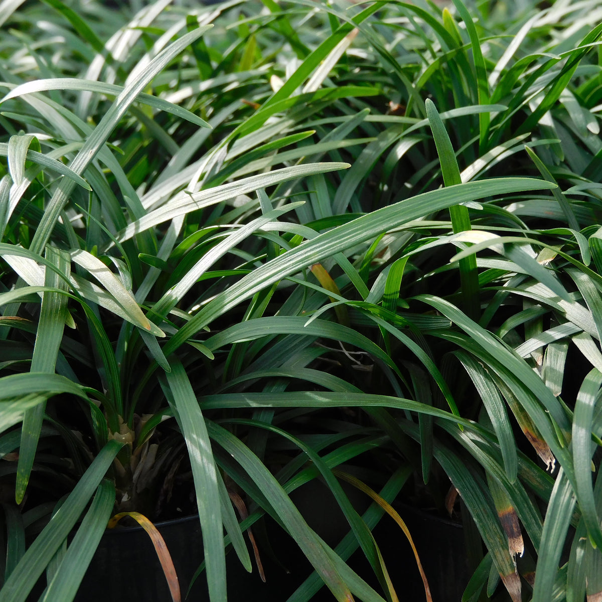 Strappy/Grasses – Wombat Gully Plant Farm Geelong
