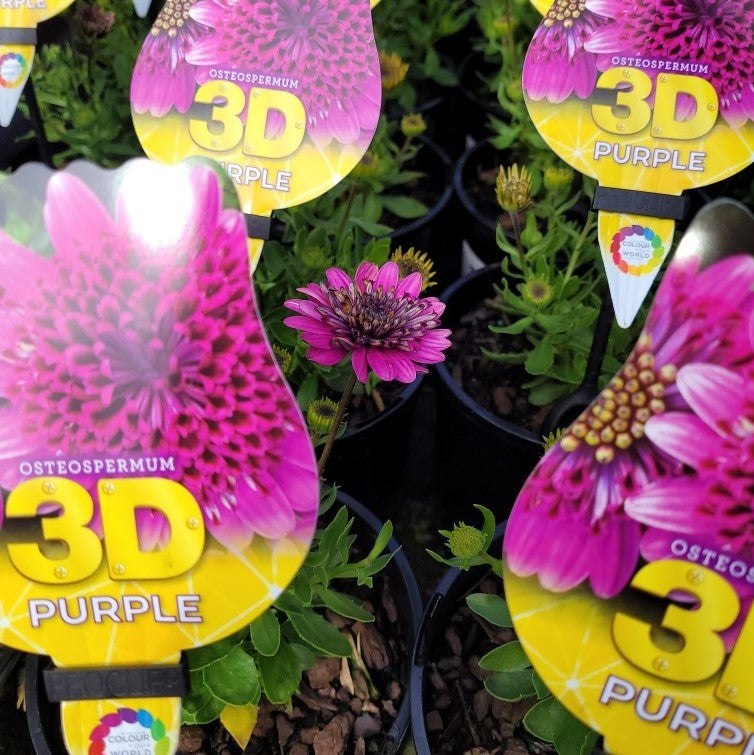 Osteospermum 3D Purple – Wombat Gully Plant Farm Geelong