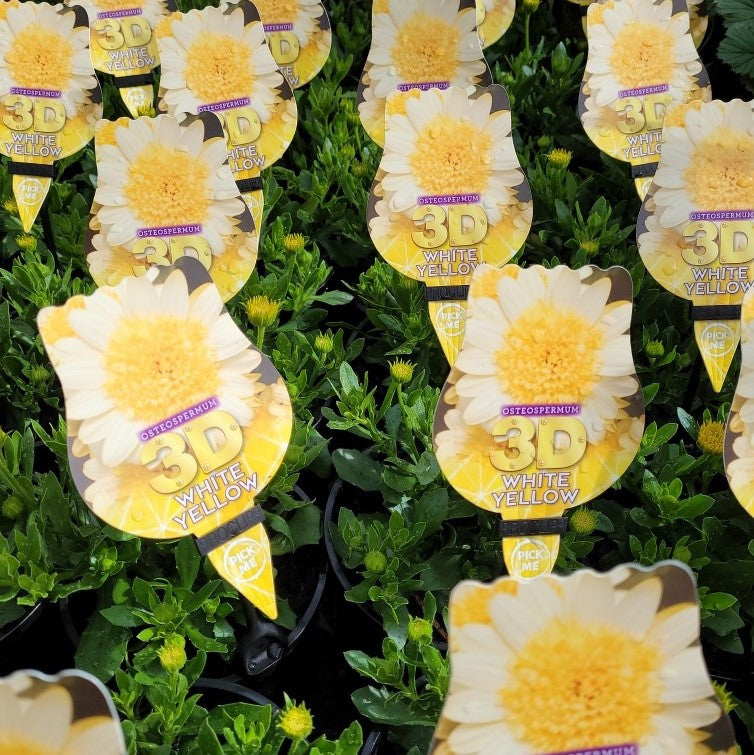 Osteospermum '3D Yellow ' – Wombat Gully Plant Farm Geelong