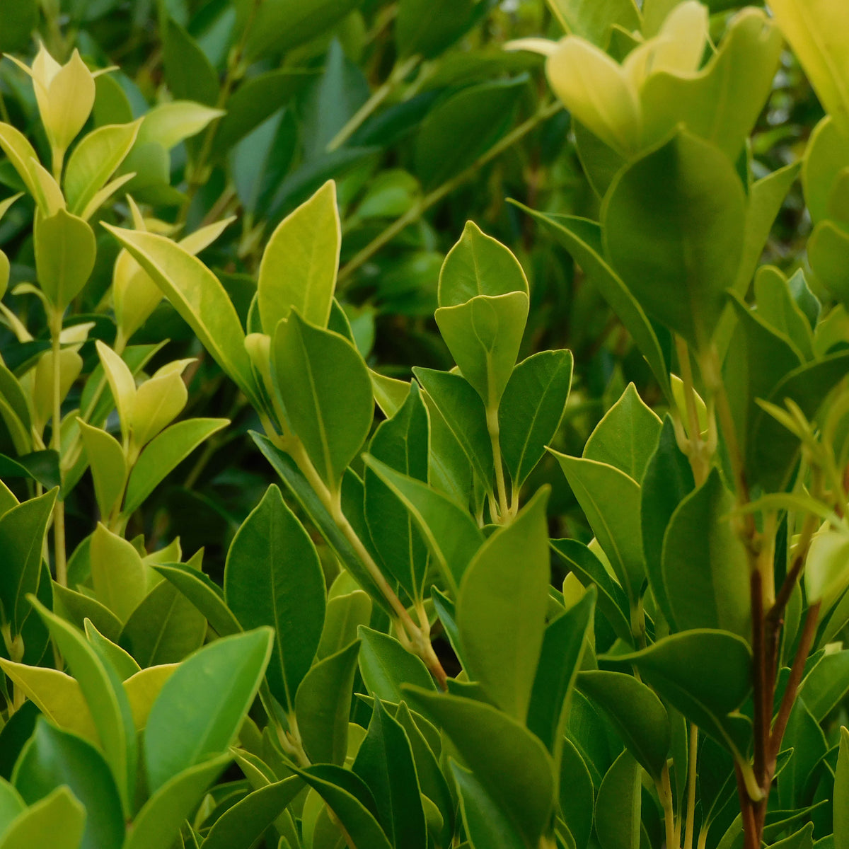 Acmena 'Sublime' – Wombat Gully Plant Farm Geelong