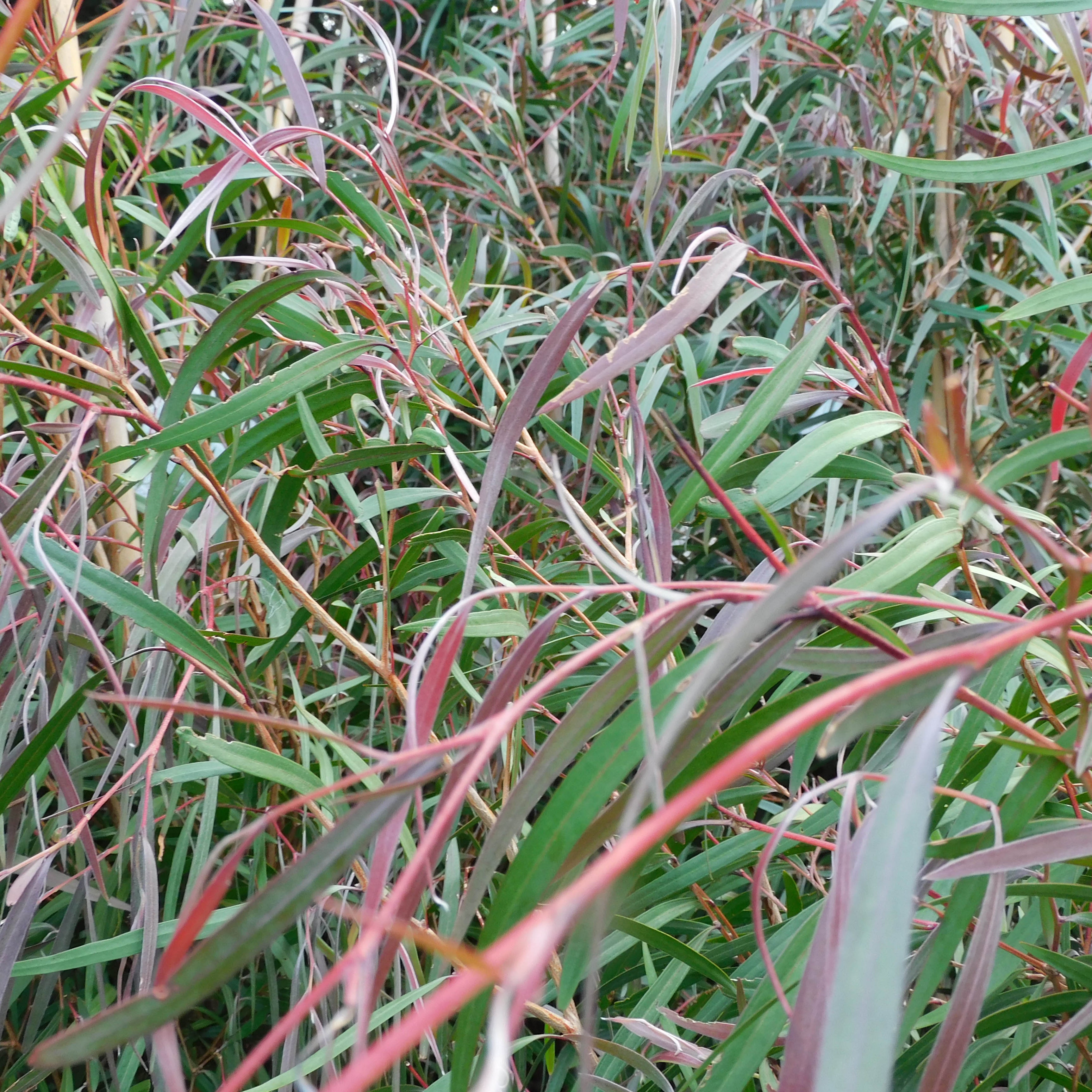 Agonis flexuosa 'Burgandy' – Wombat Gully Plant Farm Geelong