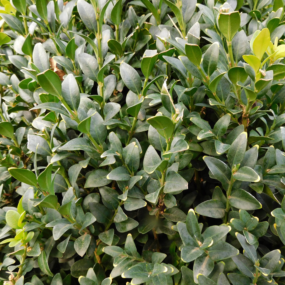 Buxus sempervirens 'English Box' – Wombat Gully Plant Farm Geelong