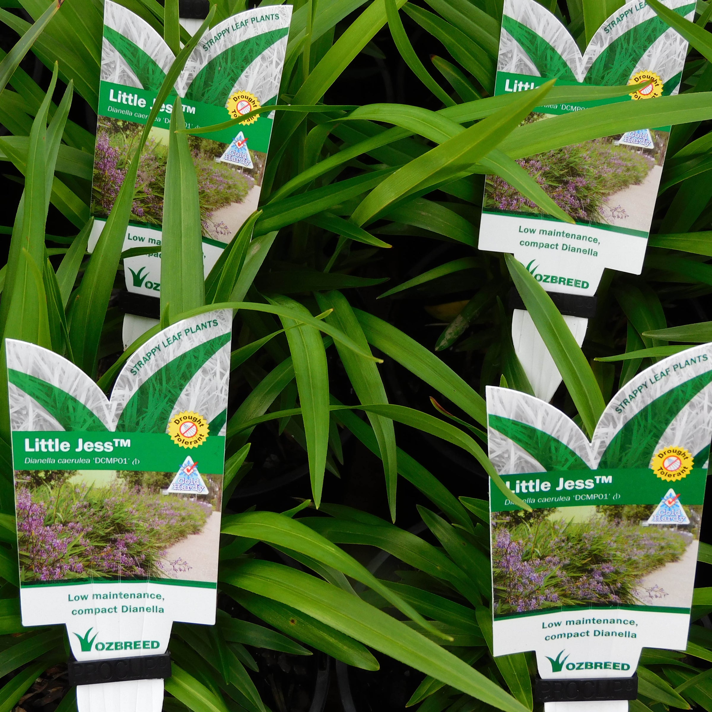 Strappy/Grasses – Wombat Gully Plant Farm Geelong