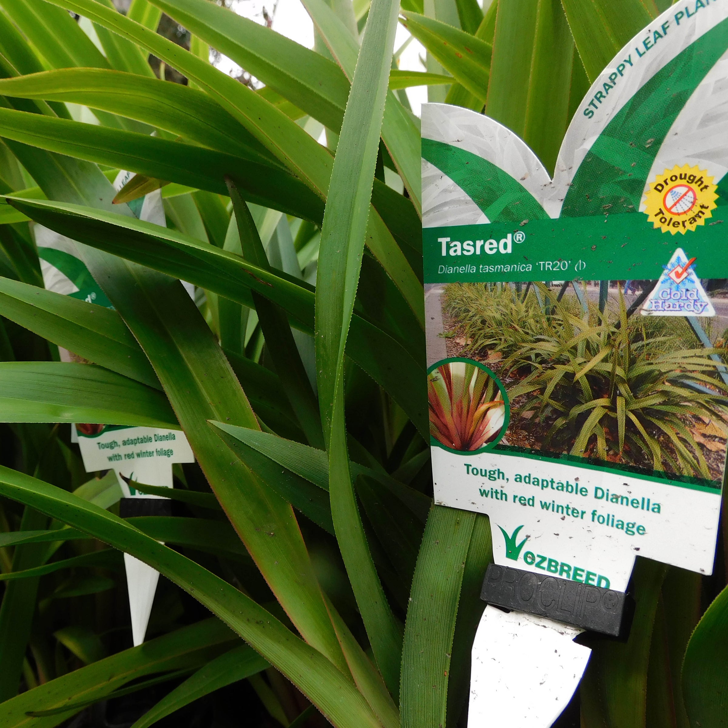 Strappy/Grasses – Wombat Gully Plant Farm Geelong