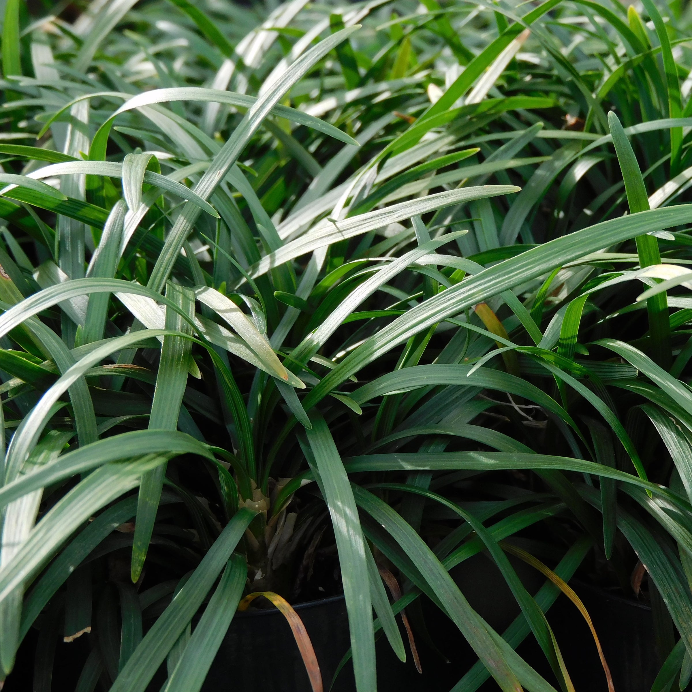 Strappy/Grasses – Wombat Gully Plant Farm Geelong