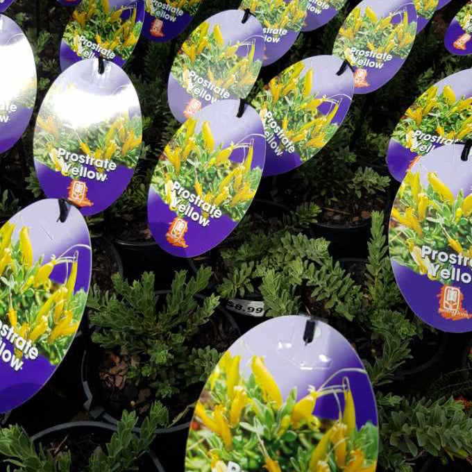 Eremophila 'Prostrate Yellow' – Wombat Gully Plant Farm Geelong