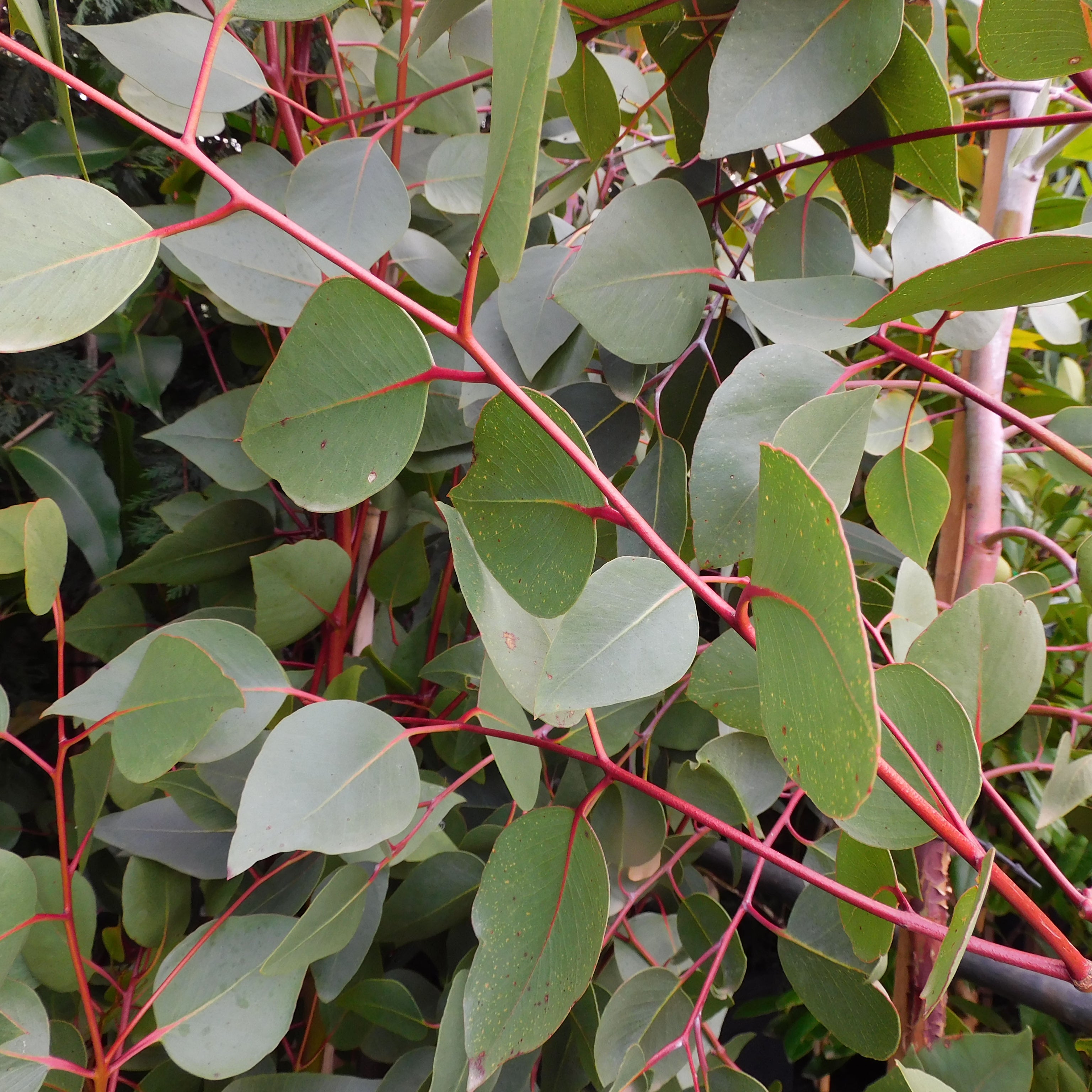 Eucalyptus caesia 'Silver Princess' – Wombat Gully Plant Farm Geelong