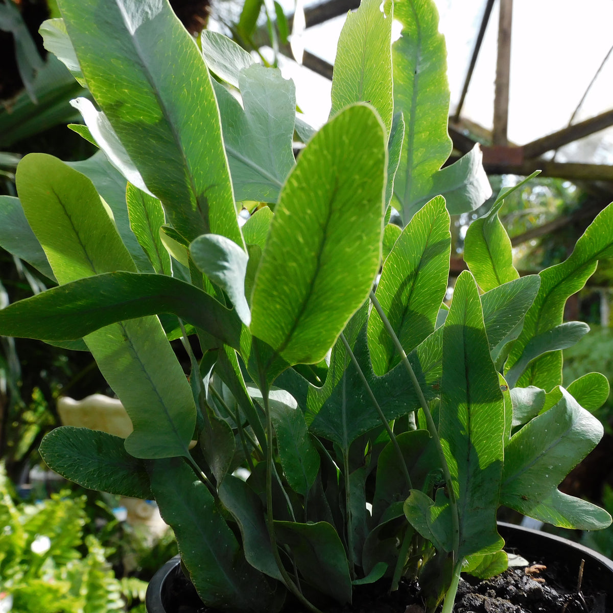 Fern 'Blue Star' – Wombat Gully Plant Farm Geelong