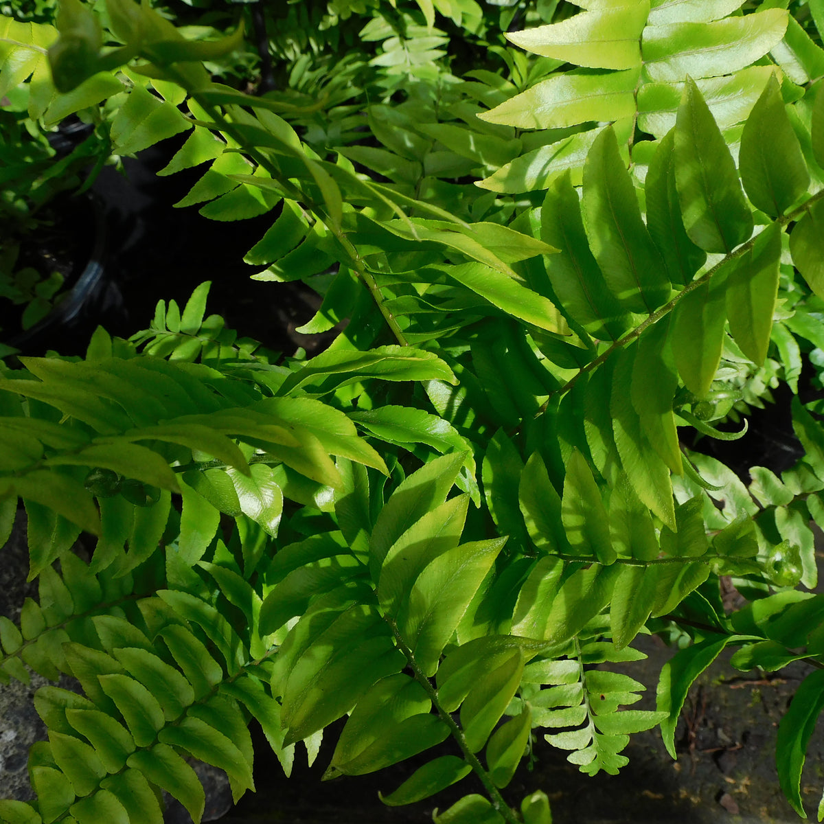 Fern 'Boston Macho' – Wombat Gully Plant Farm Geelong