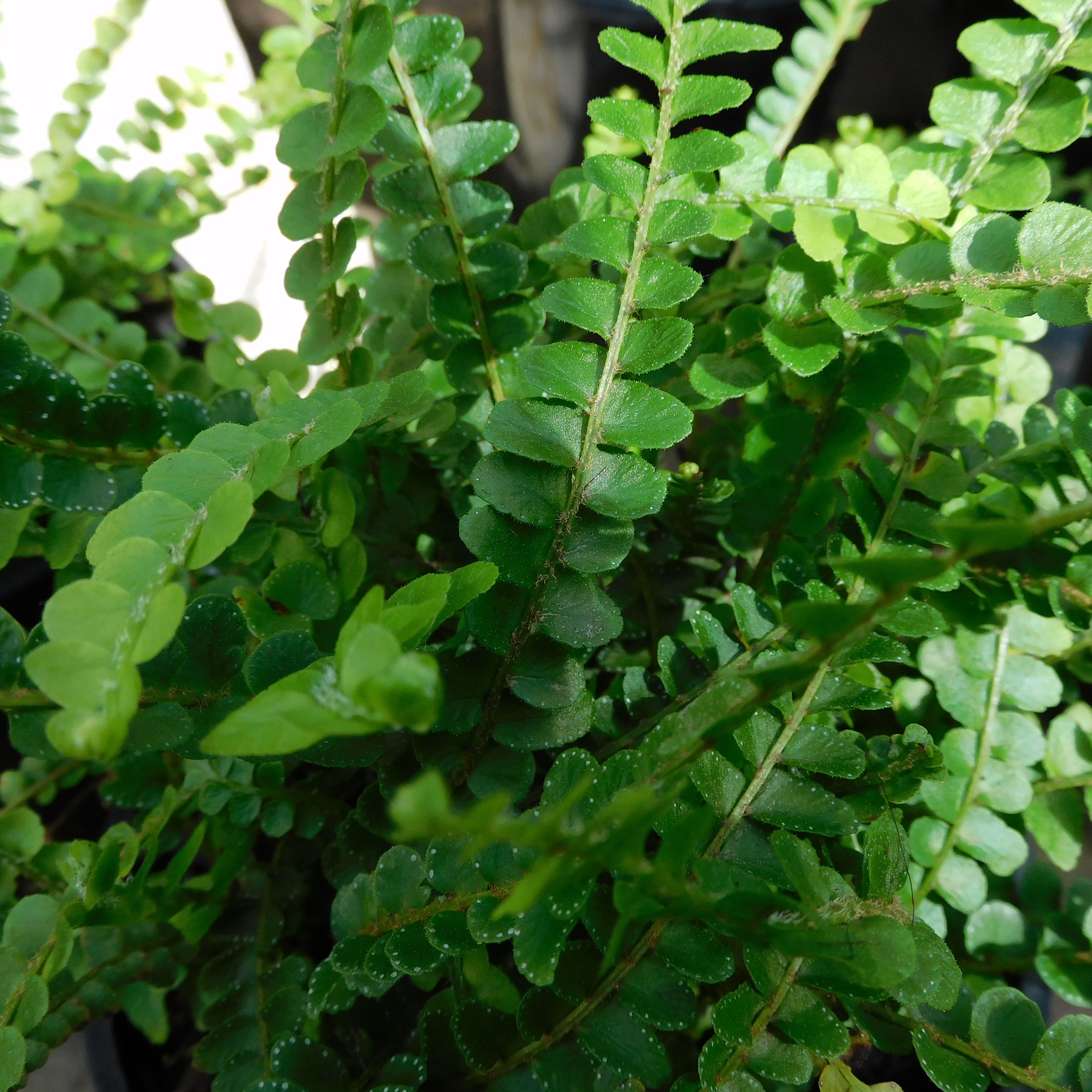 Fern 'Duffi' – Wombat Gully Plant Farm Geelong