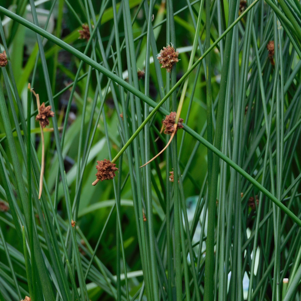 Ficinia nodosa – Wombat Gully Plant Farm Geelong