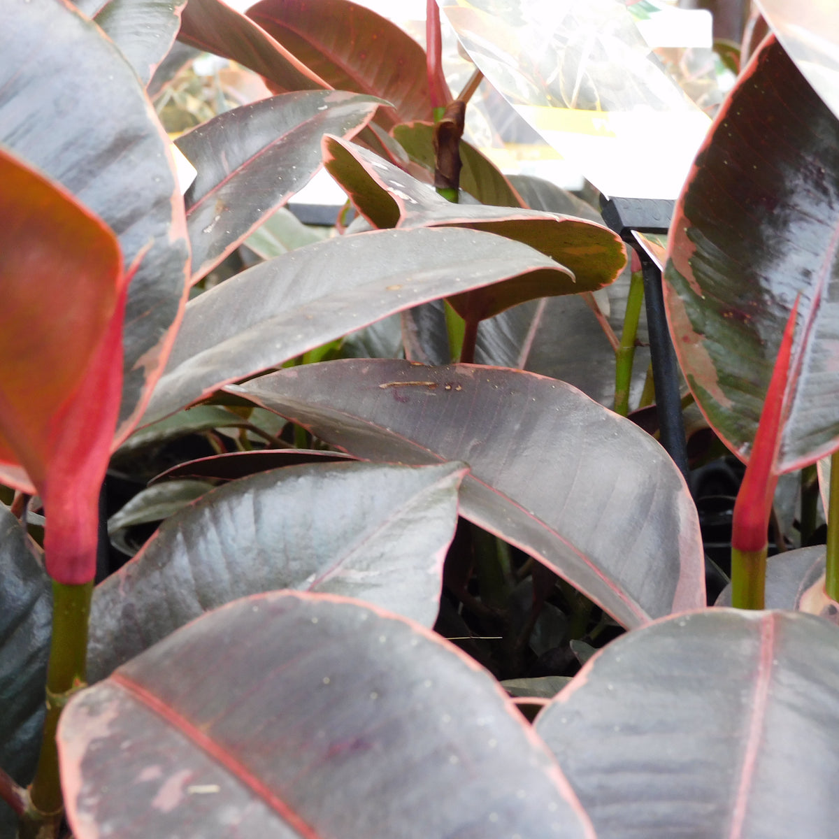 Ficus 'Ruby' – Wombat Gully Plant Farm Geelong