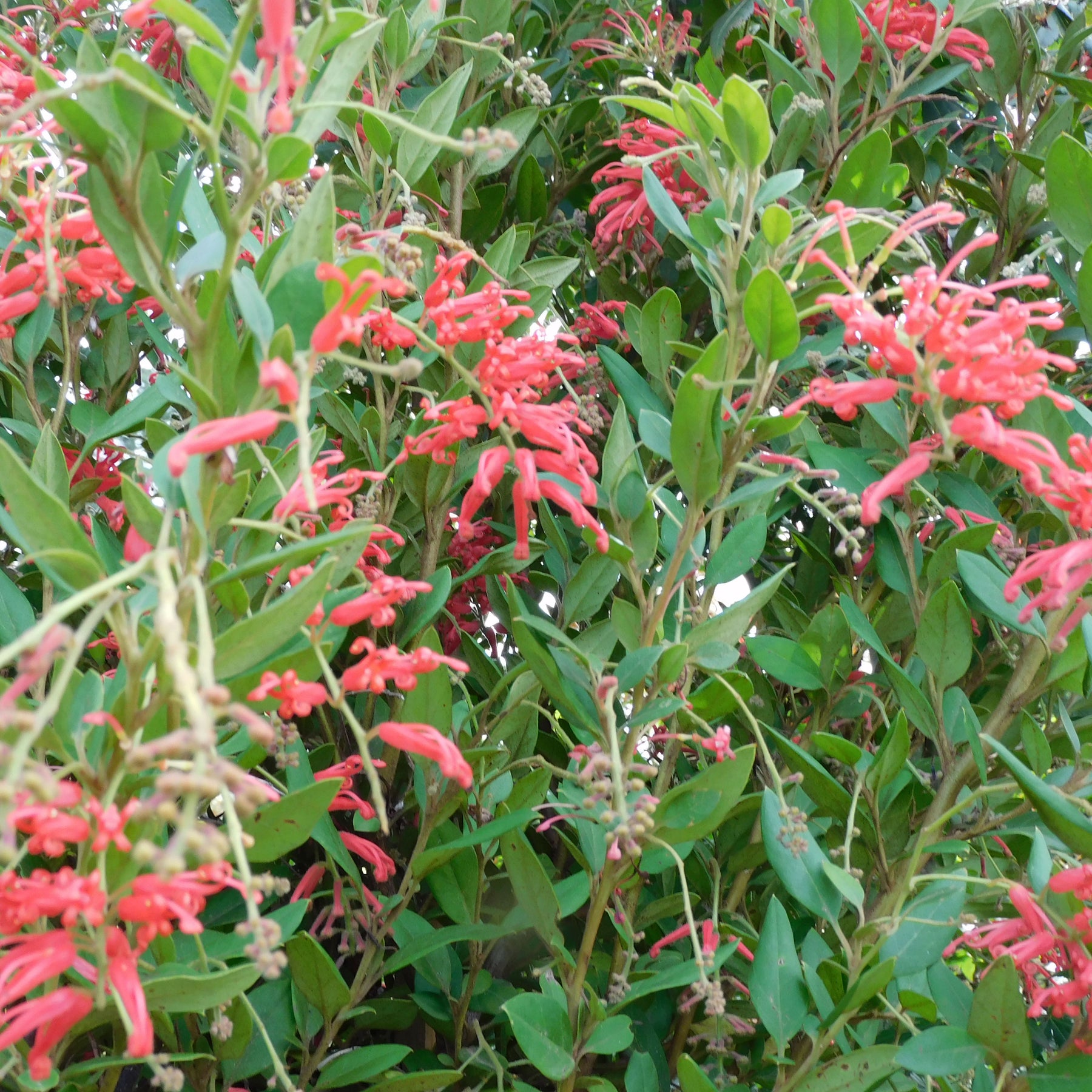 All – Wombat Gully Plant Farm Geelong