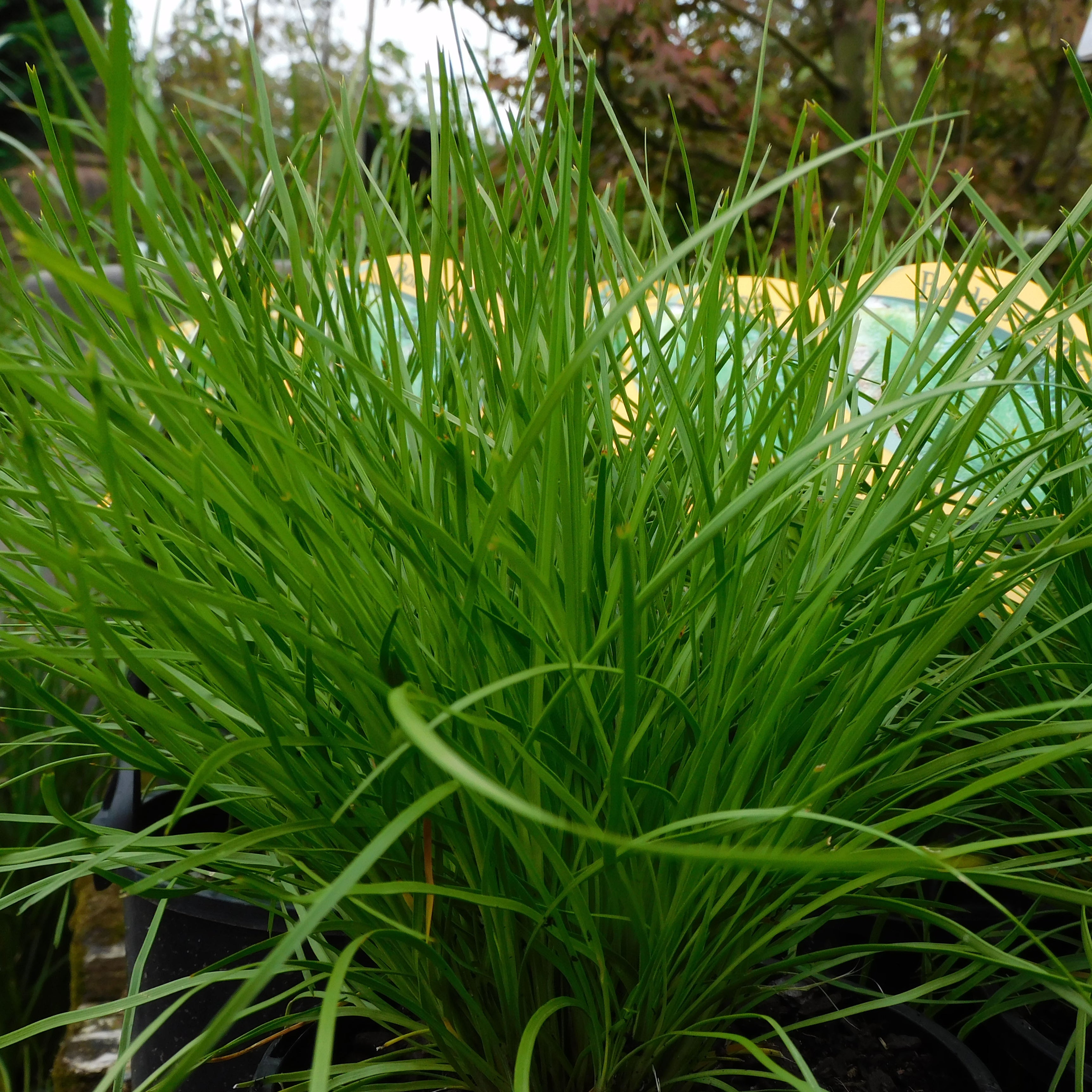 Lomandra 'Little Con' – Wombat Gully Plant Farm Geelong