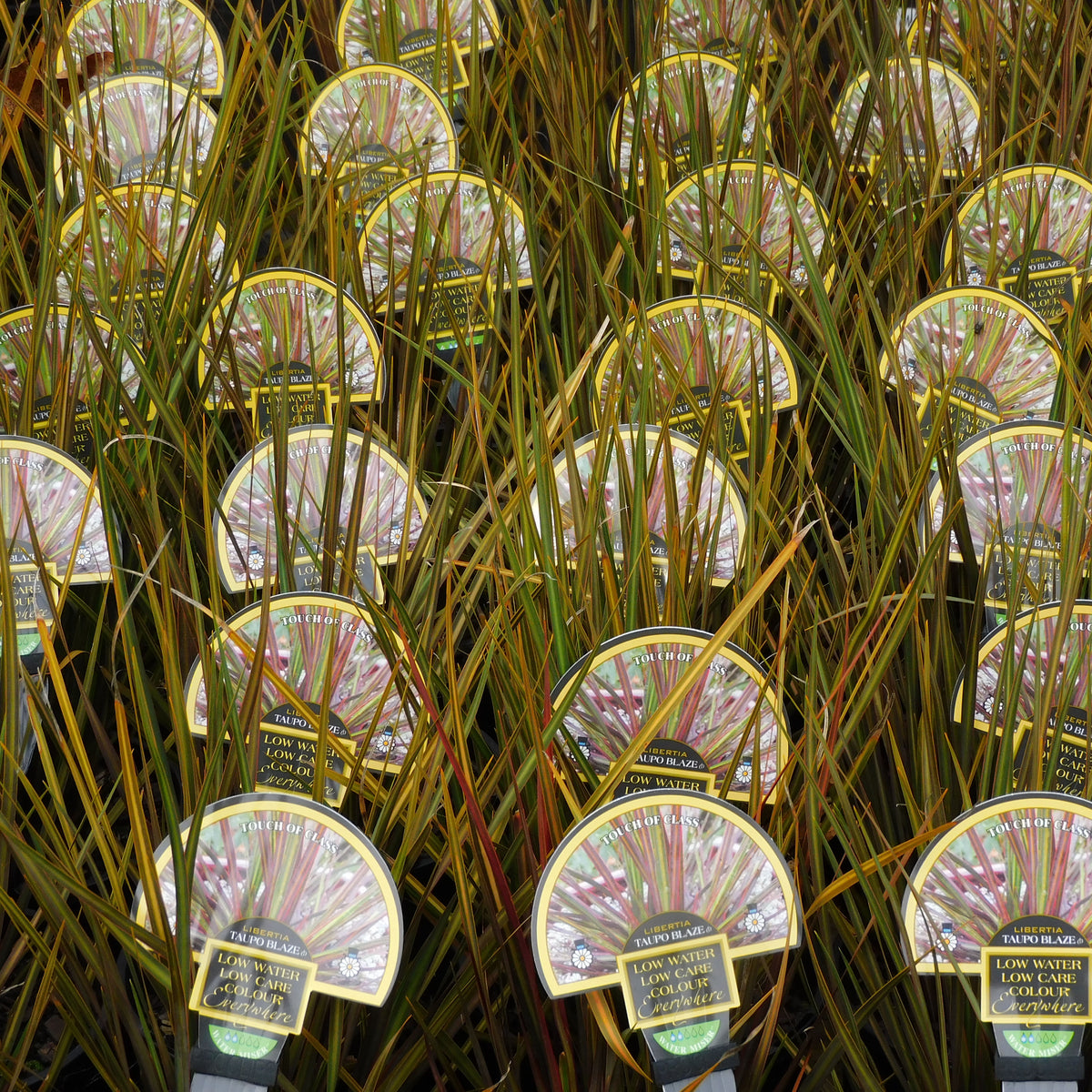 Strappy/Grasses – Wombat Gully Plant Farm Geelong