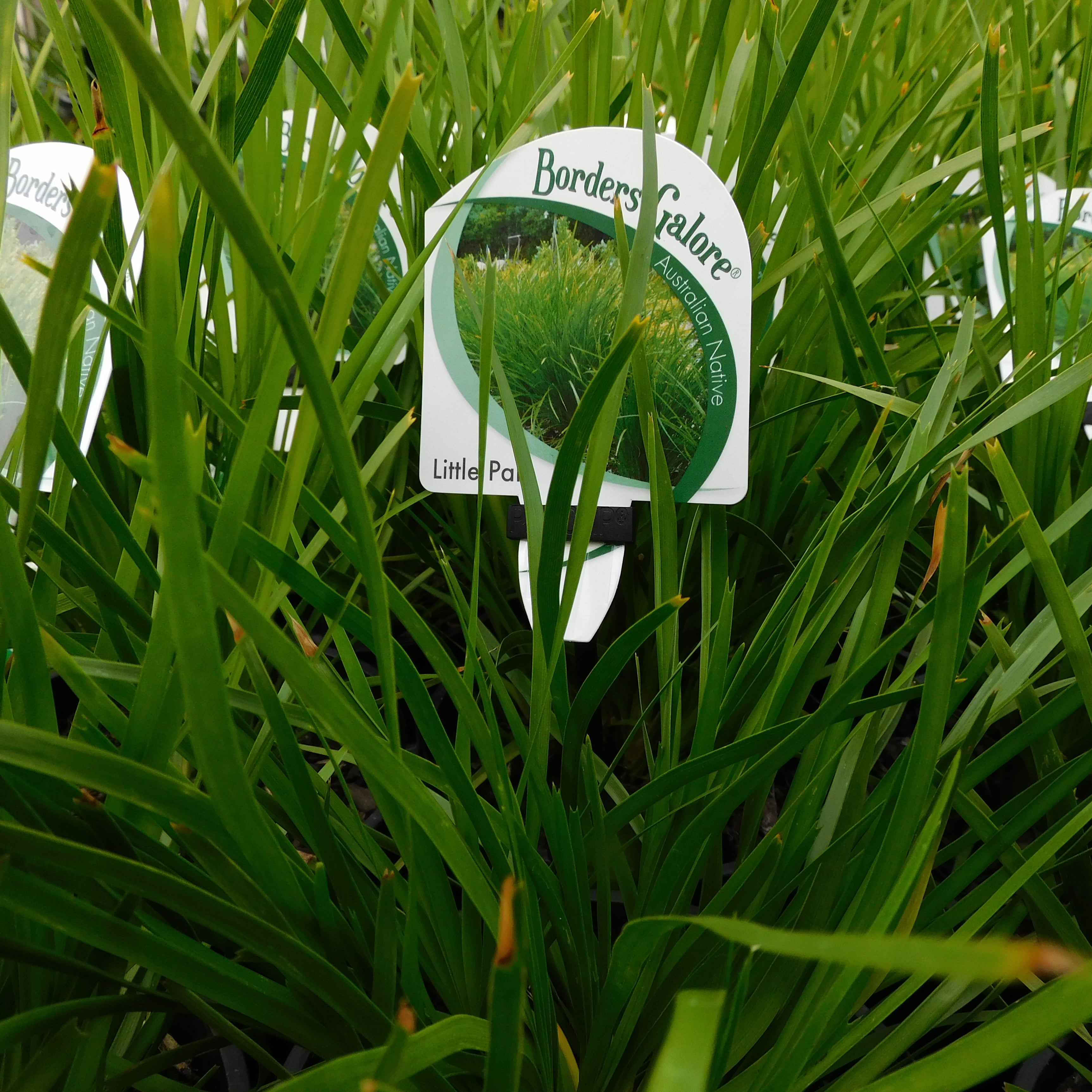 Lomandra 'Little Pal' – Wombat Gully Plant Farm Geelong