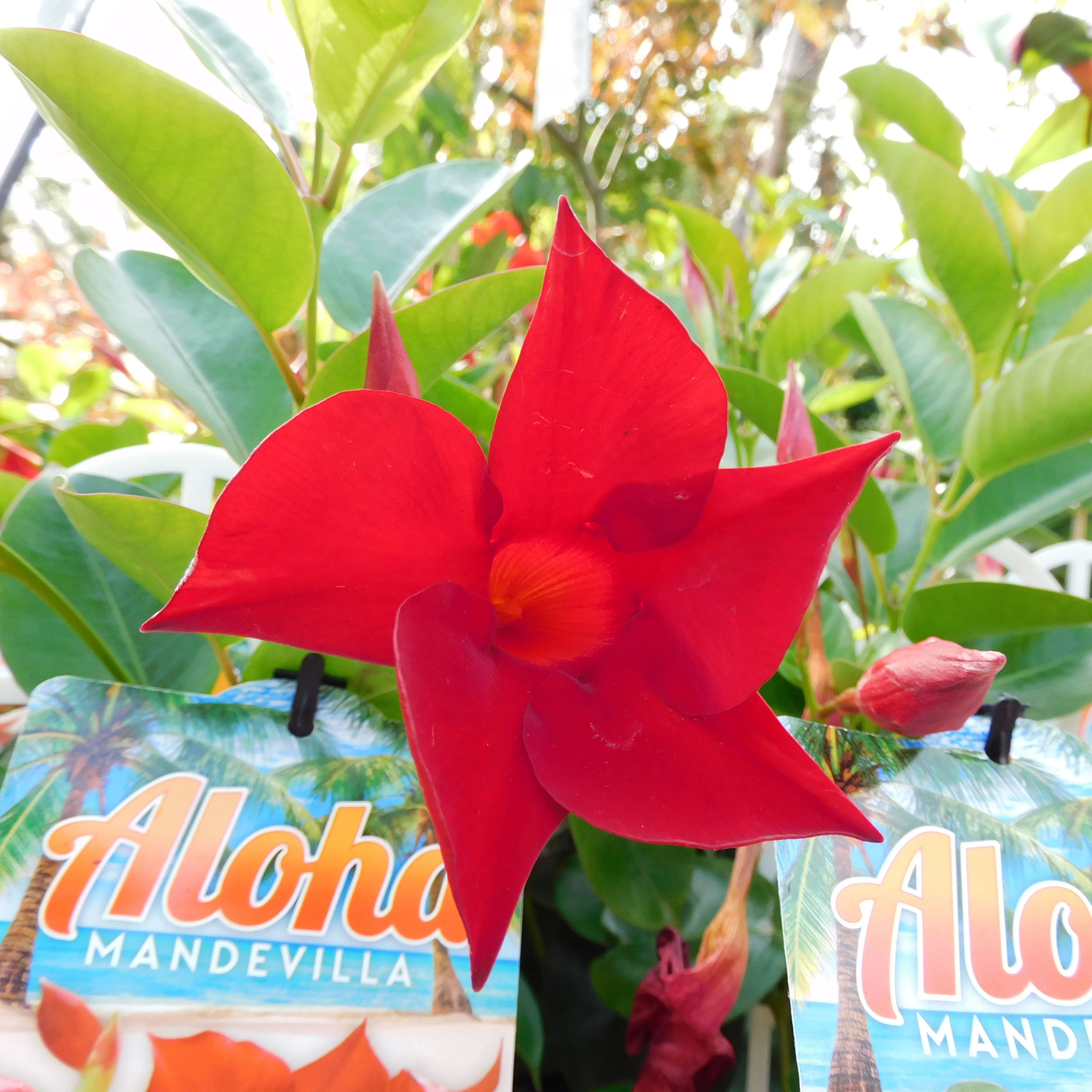 Mandevilla 'Aloha Red' – Wombat Gully Plant Farm Geelong