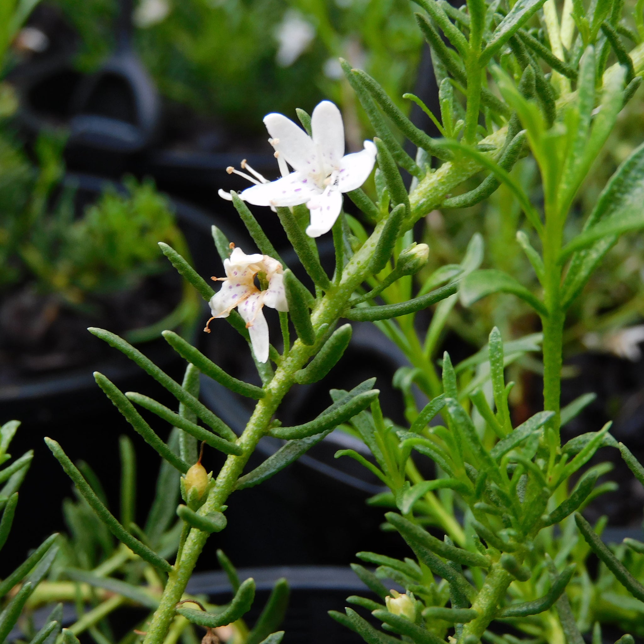 Myoporum parvifolium - Fine Leaf – Wombat Gully Plant Farm Geelong