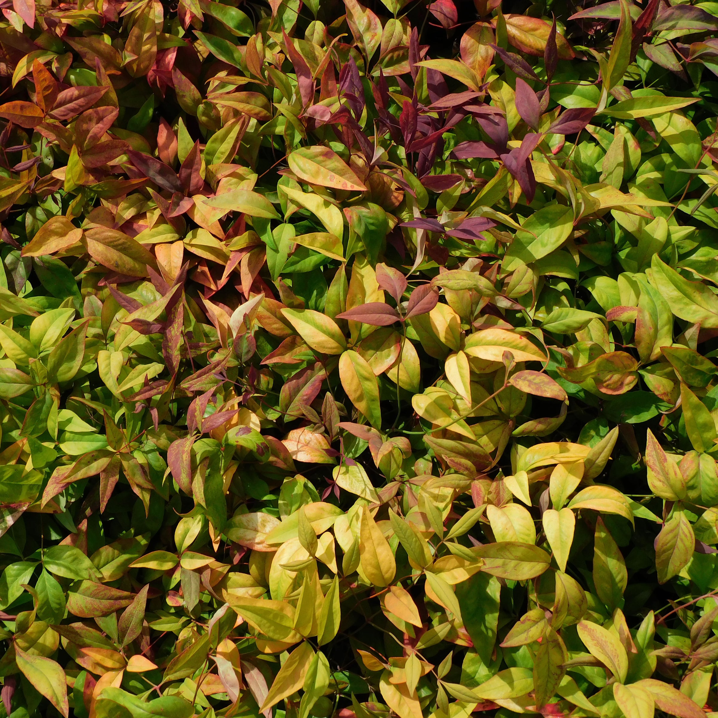 Shrubs – Wombat Gully Plant Farm Geelong