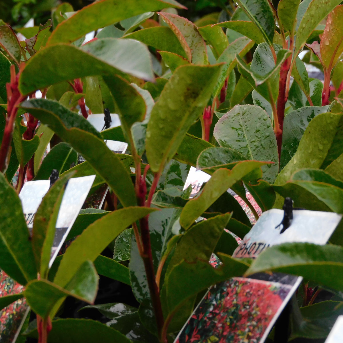 Photinia robusta – Wombat Gully Plant Farm Geelong