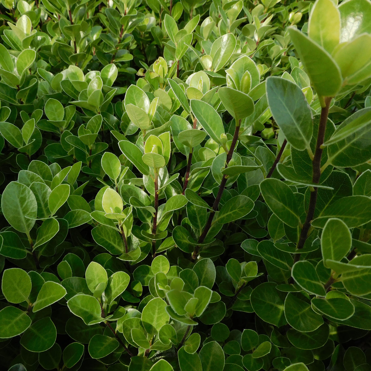 Pittosporum 'Stephen's Island' – Wombat Gully Plant Farm Geelong