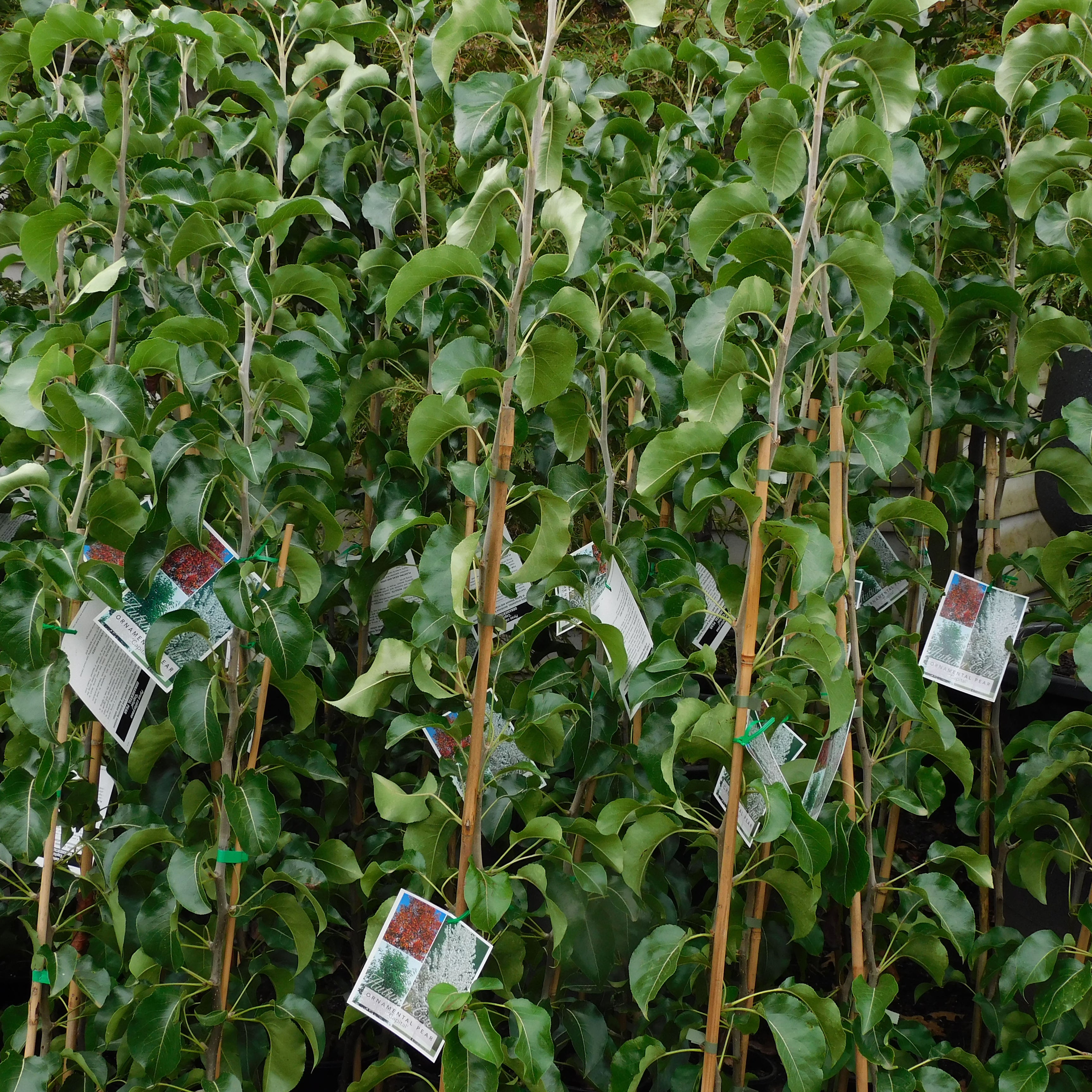Pyrus 'Capital' – Wombat Gully Plant Farm Geelong