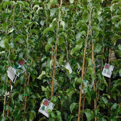 Pyrus 'Capital' – Wombat Gully Plant Farm Geelong