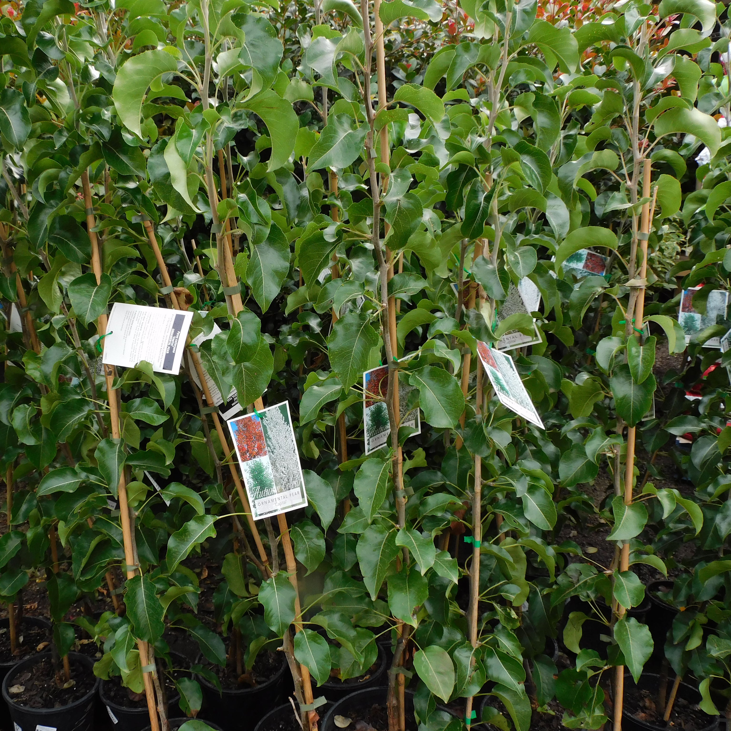 Pyrus 'Cleveland Select' – Wombat Gully Plant Farm Geelong