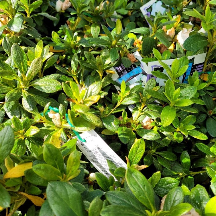 Azalea 'Aline' – Wombat Gully Plant Farm Geelong