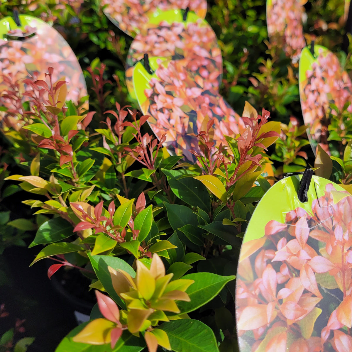 Acmena 'Allyn Magic' – Wombat Gully Plant Farm Geelong