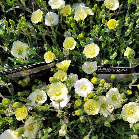 Arenaria 'Summer Lemon' – Wombat Gully Plant Farm Geelong