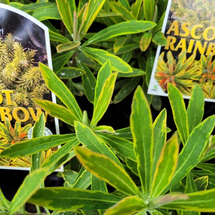 Euphorbia 'Ascot Rainbow' – Wombat Gully Plant Farm Geelong