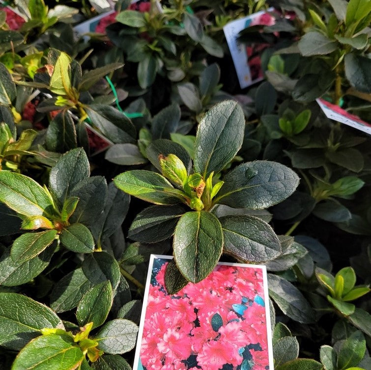 Azalea 'Red Wing' – Wombat Gully Plant Farm Geelong