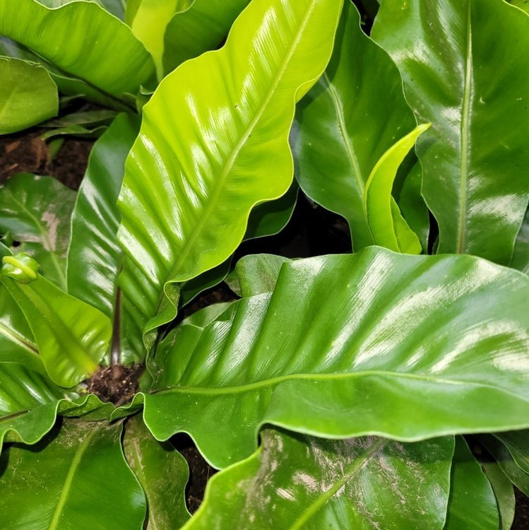 Ferns – Wombat Gully Plant Farm Geelong