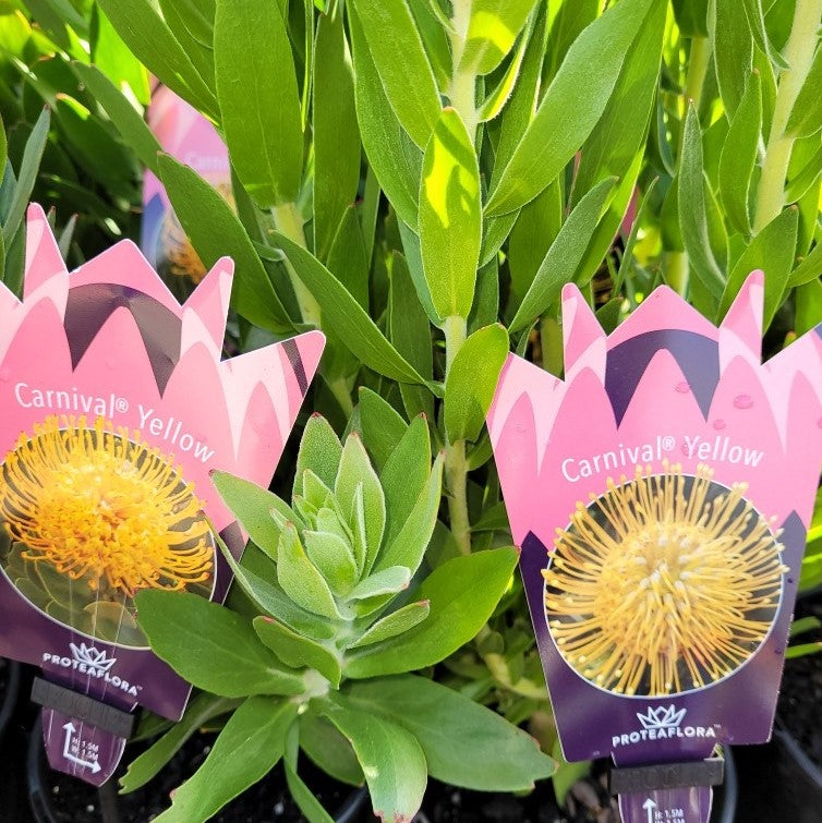 Leucospermum 'Carnival Yellow' – Wombat Gully Plant Farm Geelong