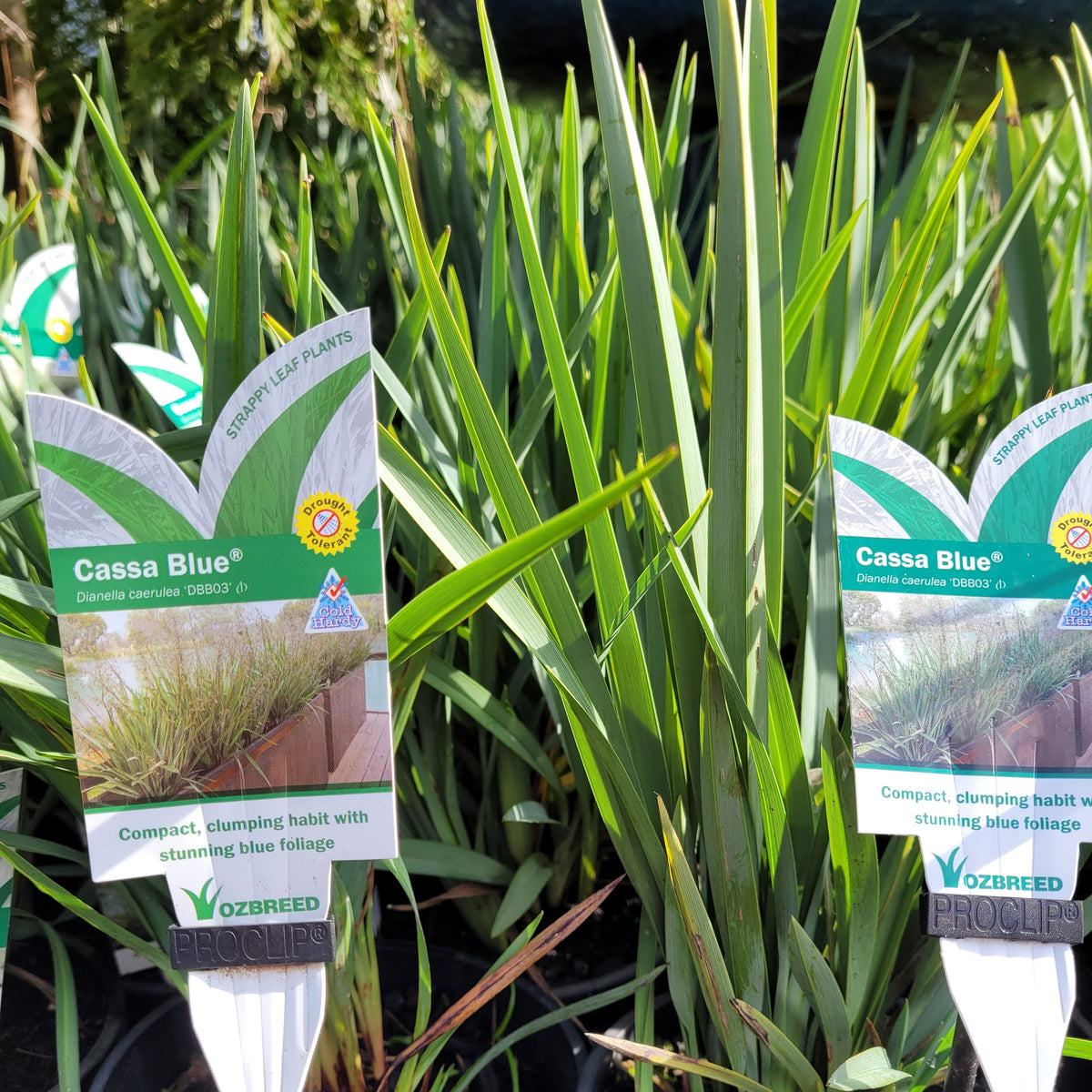 Dianella 'Cassa Blue' - OZBREED – Wombat Gully Plant Farm Geelong