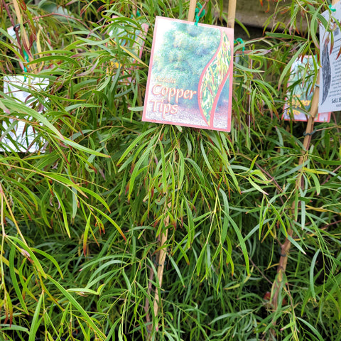 Acacia 'Copper Tips' – Wombat Gully Plant Farm Geelong