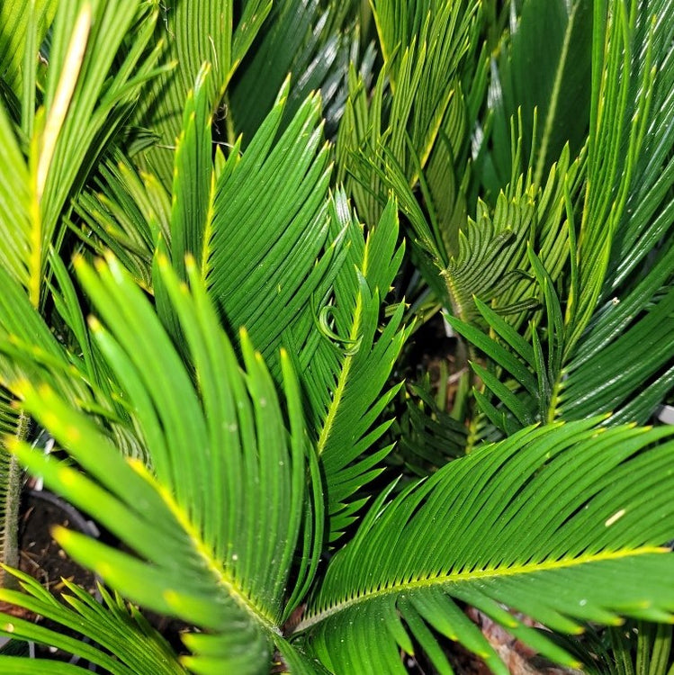 Ferns – Wombat Gully Plant Farm Geelong