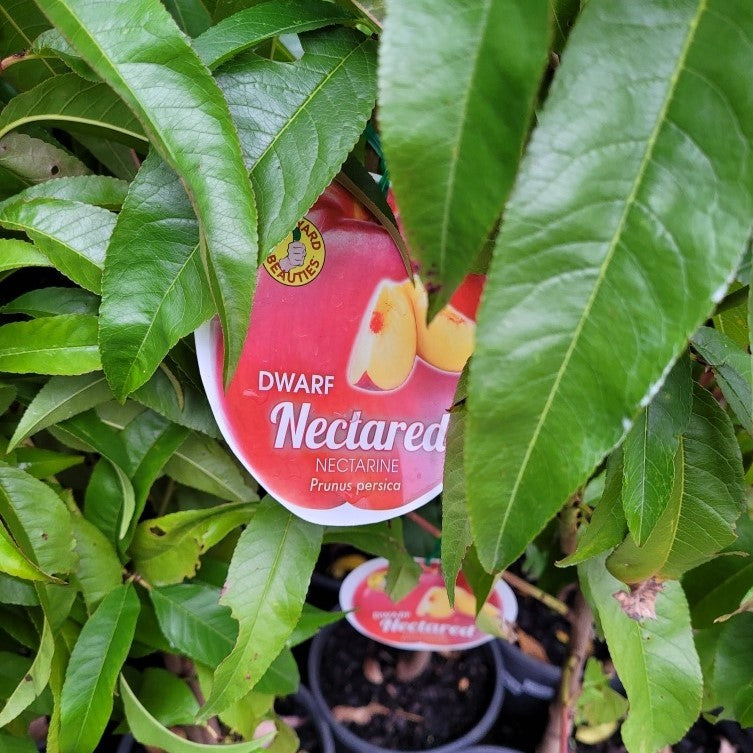 Nectarine- Dwarf 'Nectared' – Wombat Gully Plant Farm Geelong