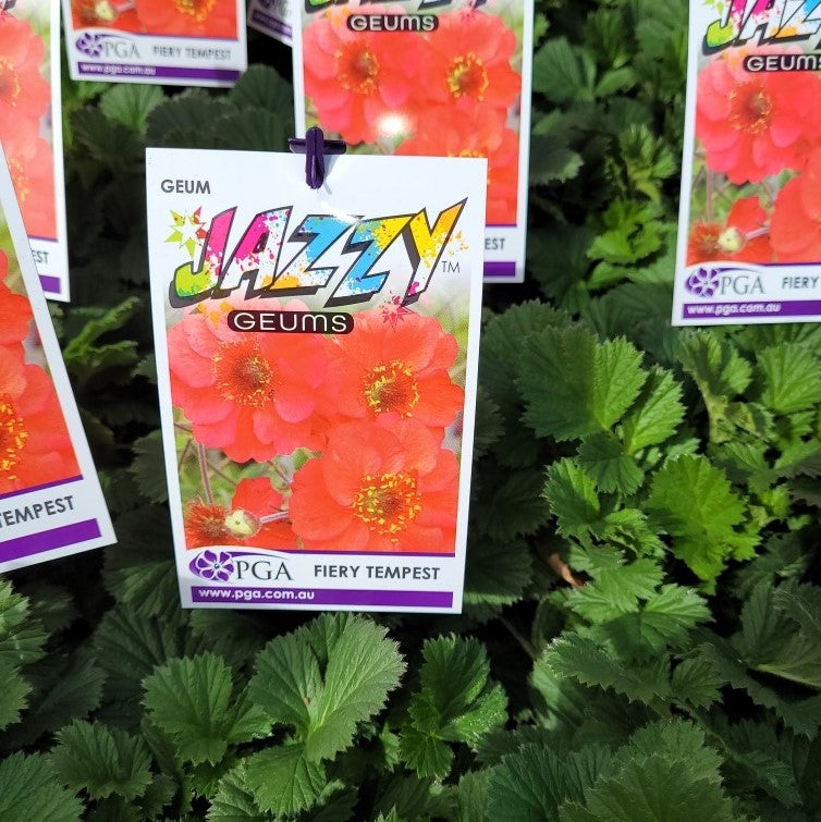 Geum 'Fiery Tempest' – Wombat Gully Plant Farm Geelong