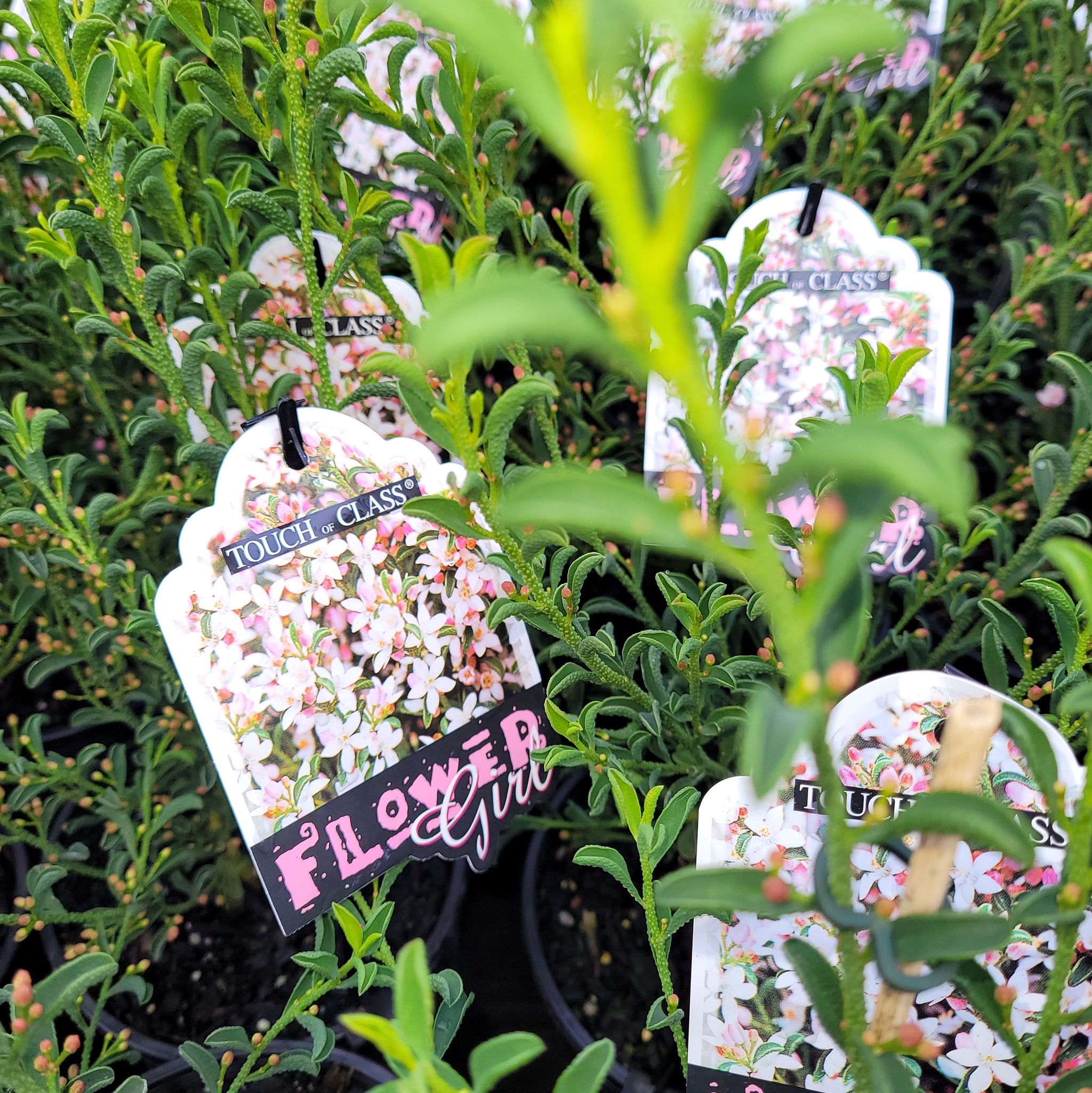 Philotheca 'Flower Girl' – Wombat Gully Plant Farm Geelong