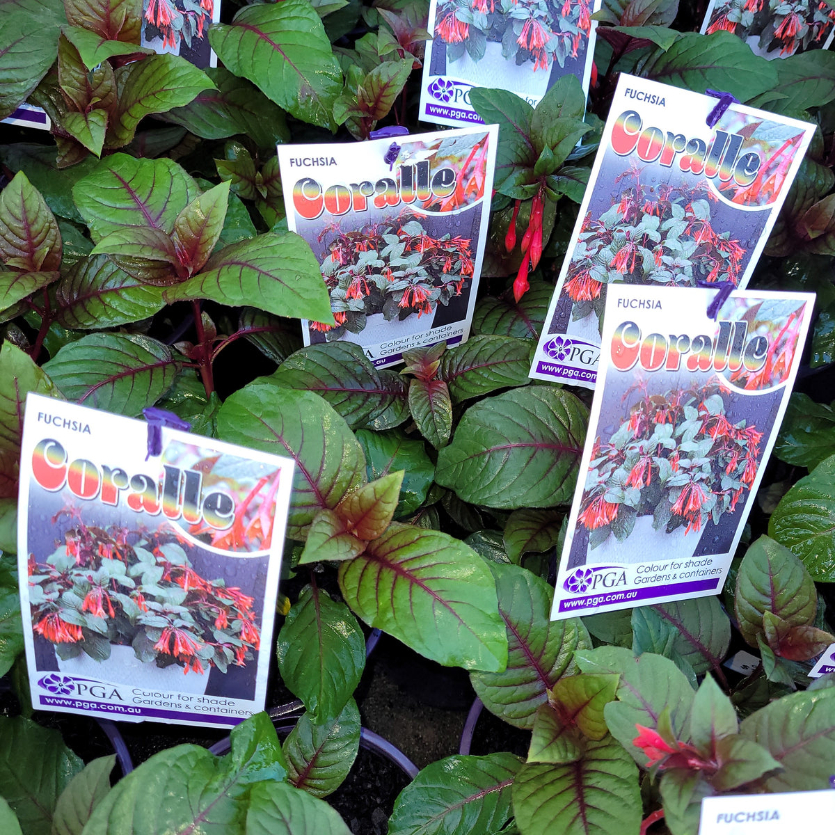 Fuchsia 'Coralle' – Wombat Gully Plant Farm Geelong