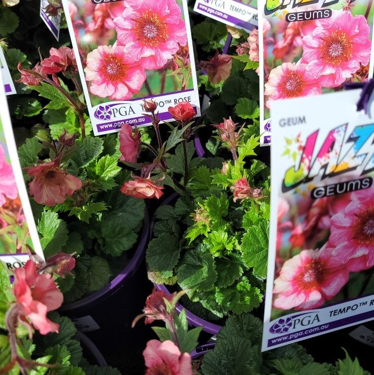 Geum 'Tempo Rose' – Wombat Gully Plant Farm Geelong