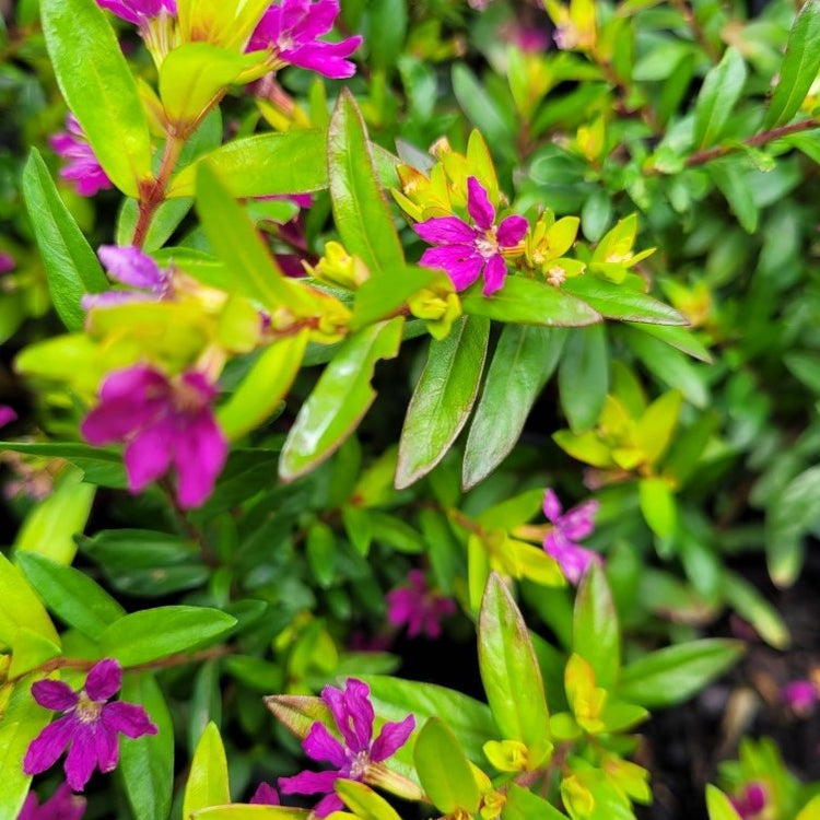 Shrubs – Page 2 – Wombat Gully Plant Farm Geelong
