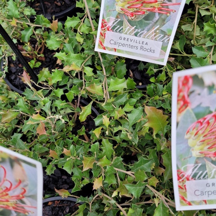 Grevillea 'Carpenters Rocks' – Wombat Gully Plant Farm Geelong