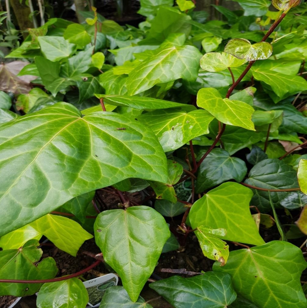 Hedera canariensis – Wombat Gully Plant Farm Geelong