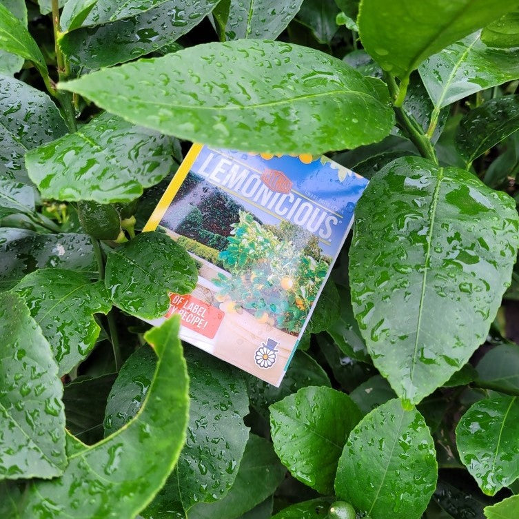Lemon 'Lemonicious' – Wombat Gully Plant Farm Geelong