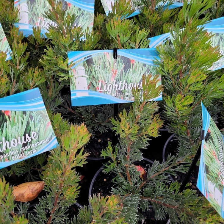 Adenanthos 'Lighthouse' – Wombat Gully Plant Farm Geelong