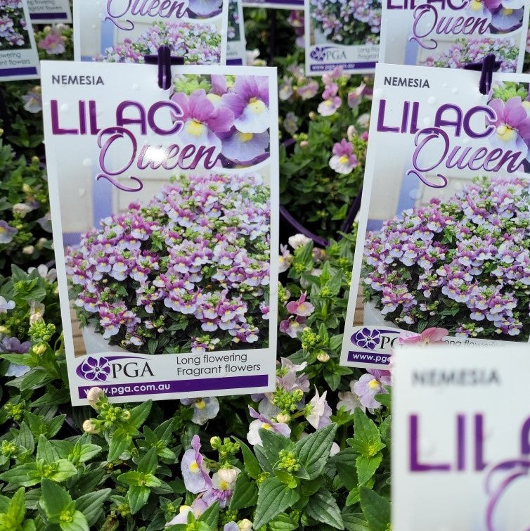 Nemesia 'Lilac Queen' – Wombat Gully Plant Farm Geelong