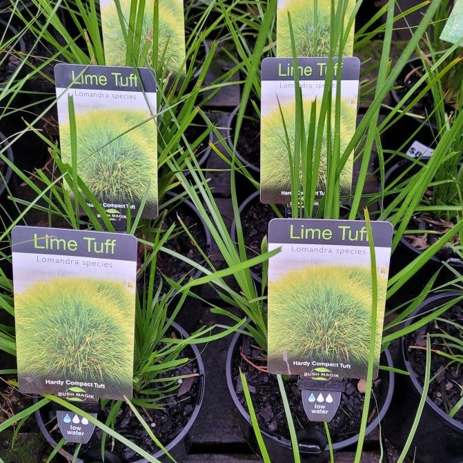 Lomandra 'Lime Tuff' – Wombat Gully Plant Farm Geelong